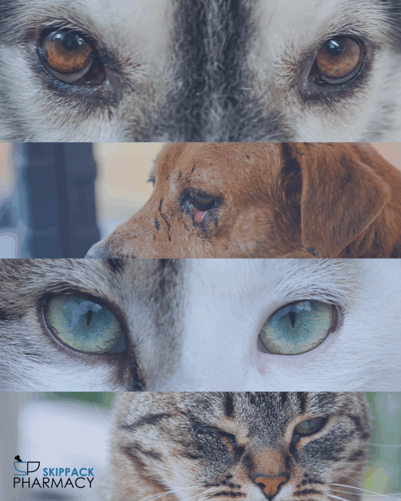 Managing Pet Glaucoma: What Demecarium Bromide Can Do – Skippack Pharmacy